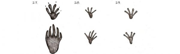 Animal Tracks Identification Guide - Hafaspot