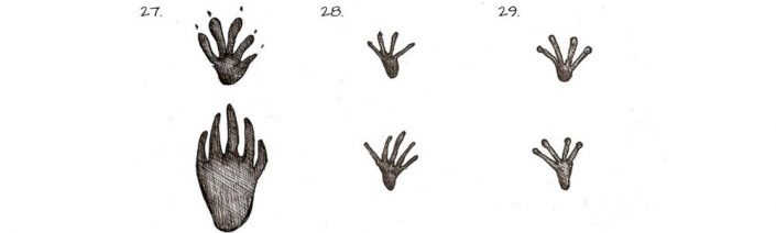 Animal Tracks Identification Guide - Hafaspot