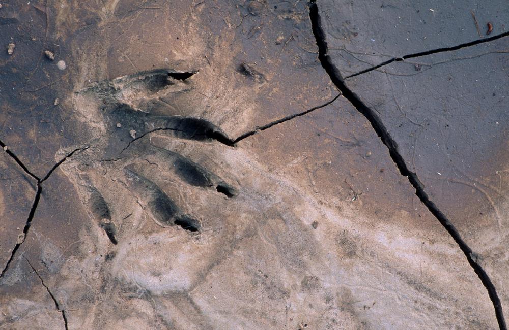 Animal Tracks Identification Guide - Hafaspot