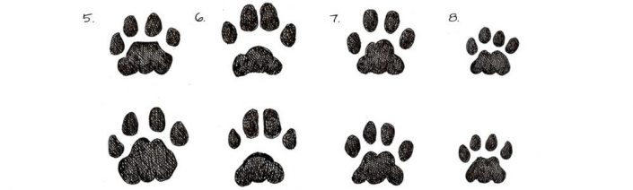 Animal Tracks Identification Guide - Hafaspot