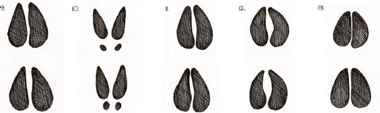 Animal Tracks Identification Guide - Hafaspot
