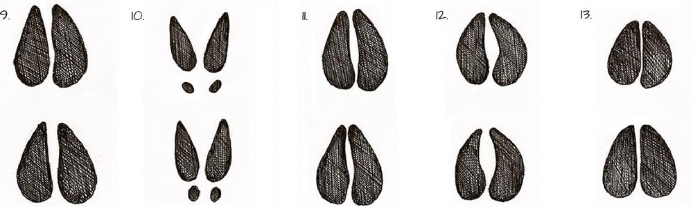Animal Tracks Identification Guide - Hafaspot