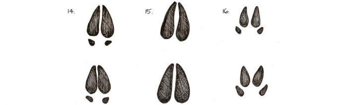 Animal Tracks Identification Guide - Hafaspot