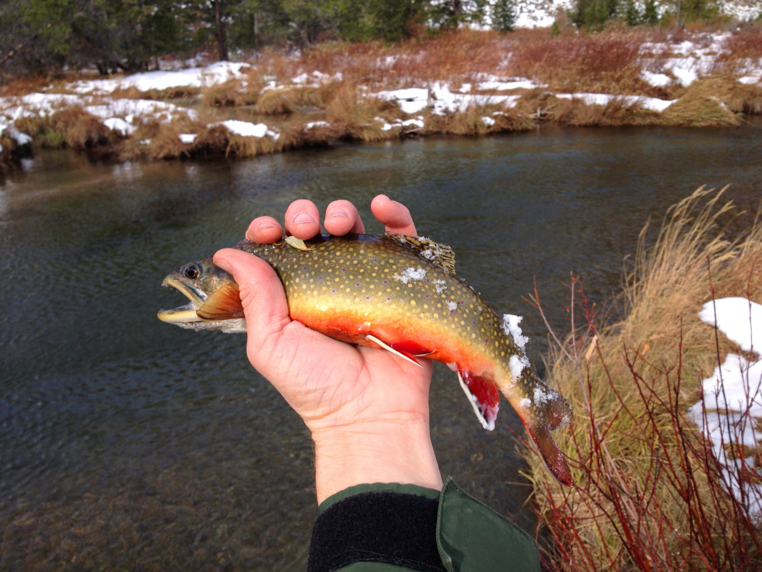 How to Fish for Brown, Brook, and Rainbow Trout by Scott Sery - Hafaspot